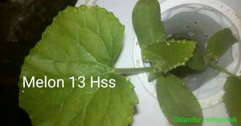 Kebun Dzikri: Ciri-ciri Bunga Jantan Dan Betina Pada Tanaman Melon dan ...