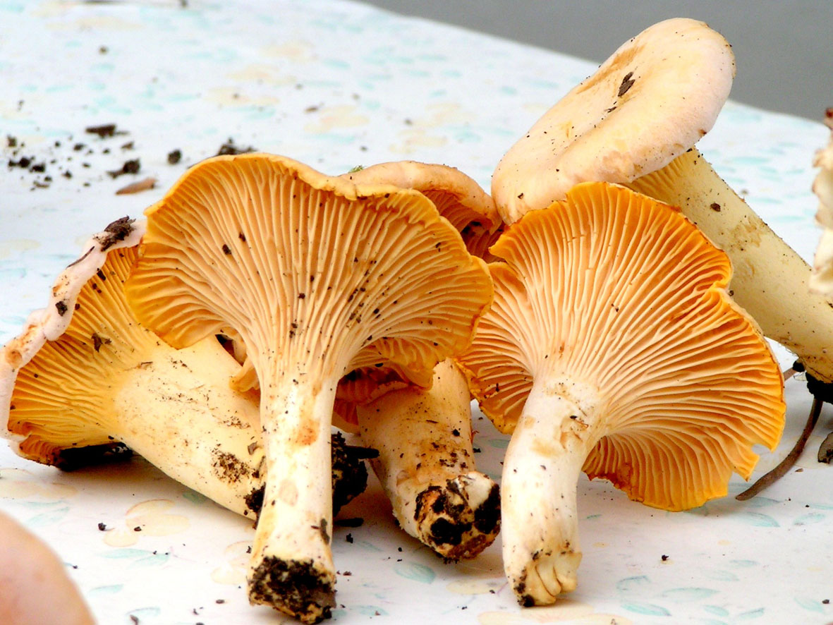 Bolets de Caldes de Malavella: Rossinyol