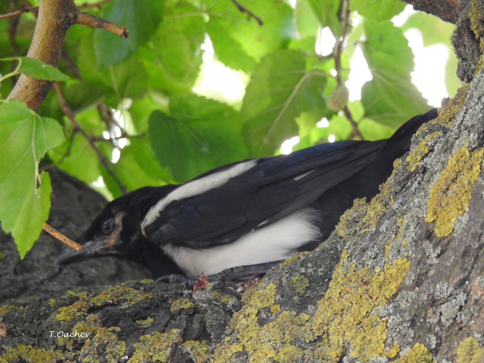 PASARI DIN ROMANIA: COTOFANA, Pica pica