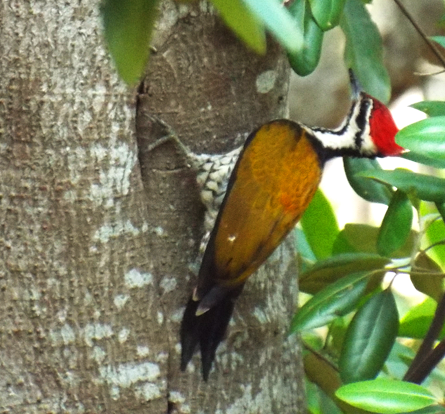 Bird Blog: Common Flameback (Dinopium javanense)