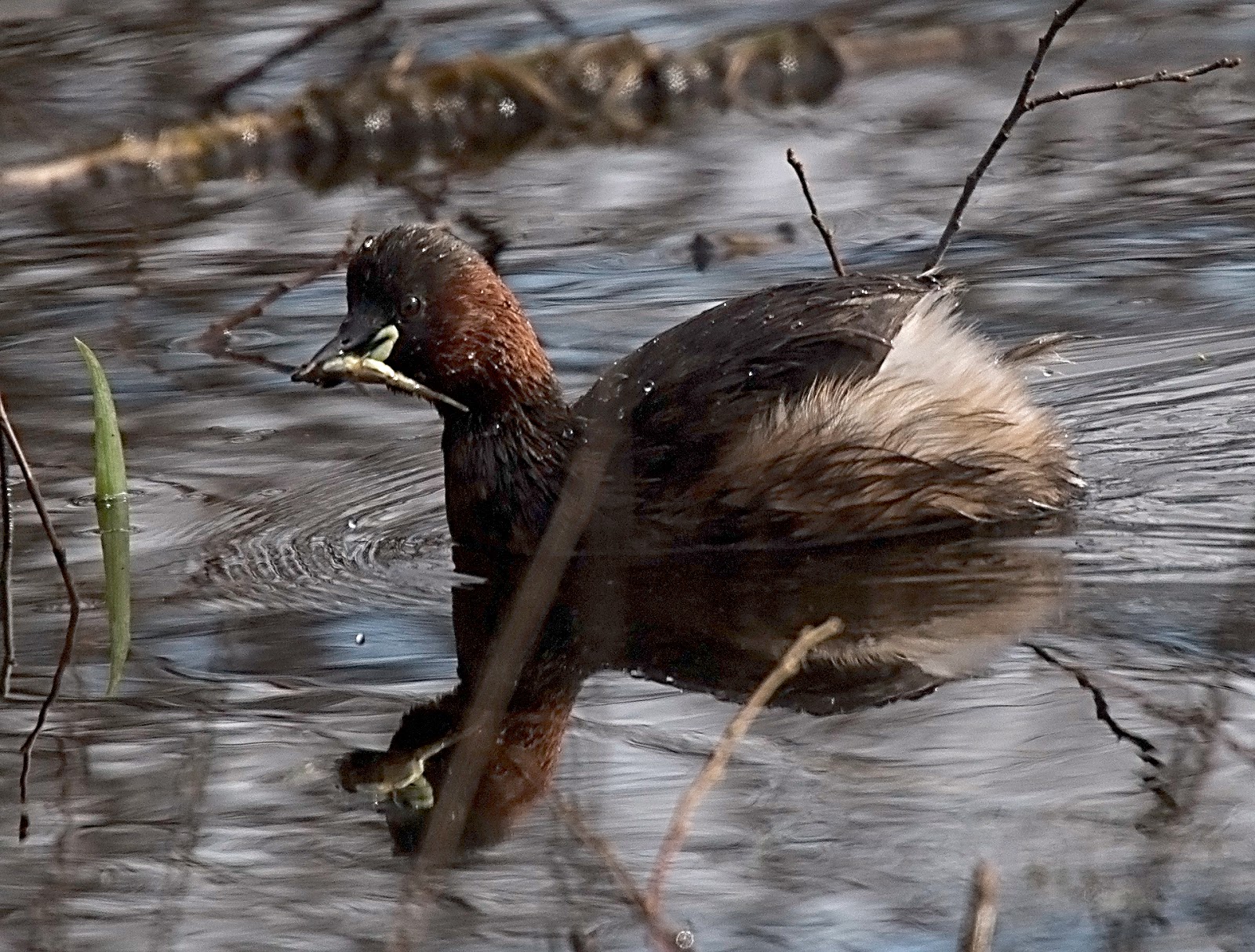 Alan James Photography : Little Grebes