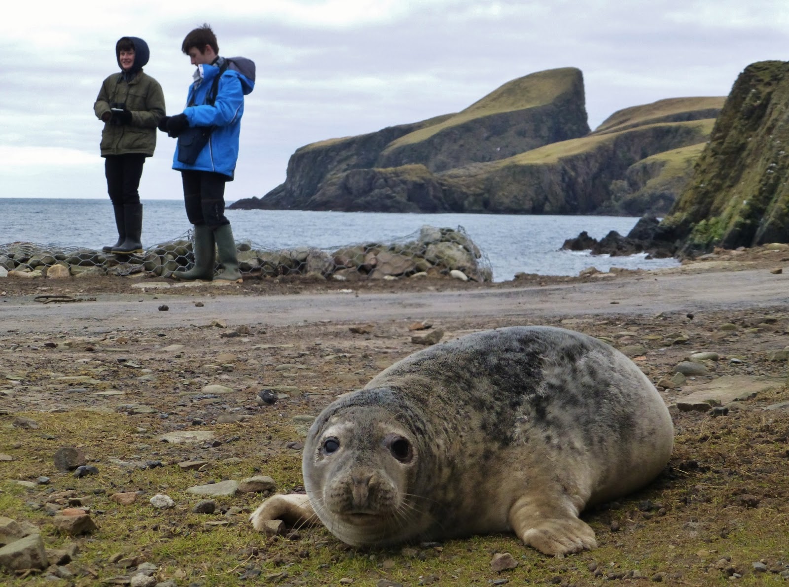 Fair Isle: Wildlife Weekend