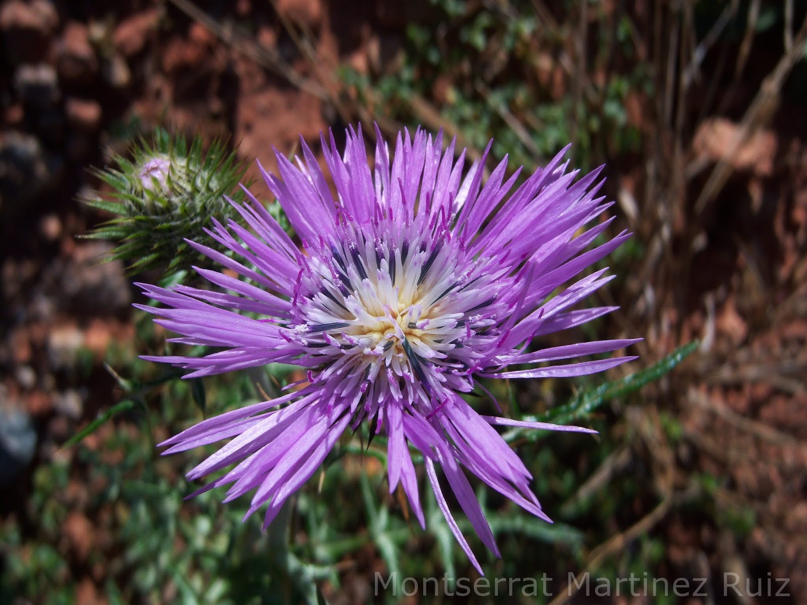 GALACTITES el cardo blanco que no es blanco - BOTÀNIC SERRAT