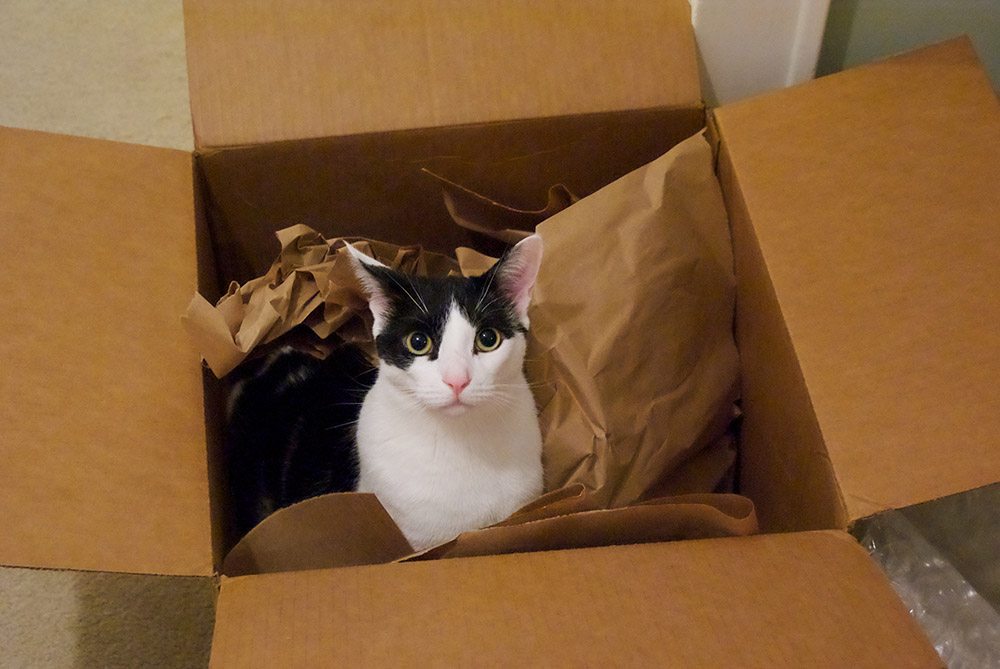 A Picture Each Day: Cat-In-The-Box