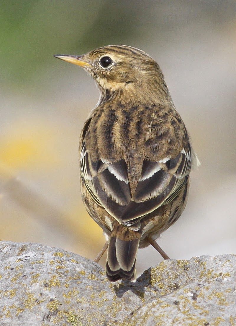 Another Bird Blog: Once Bitten Twice Shy?