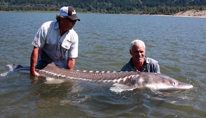 Monstruos de rio: Esturion Blanco.