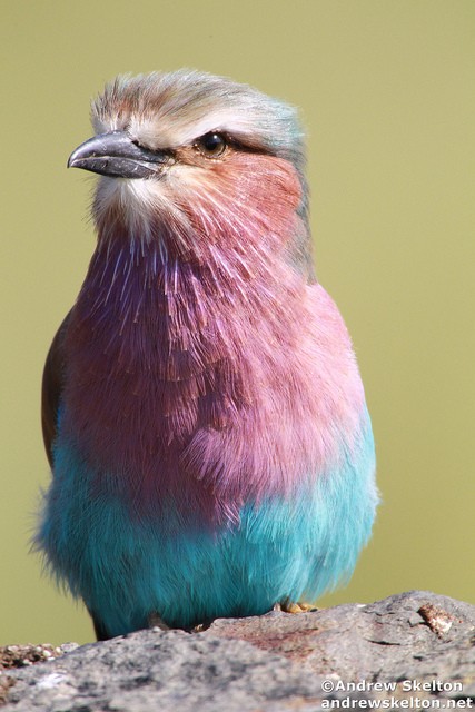 Buttercup Bungalow: Purple, pink and blue ...