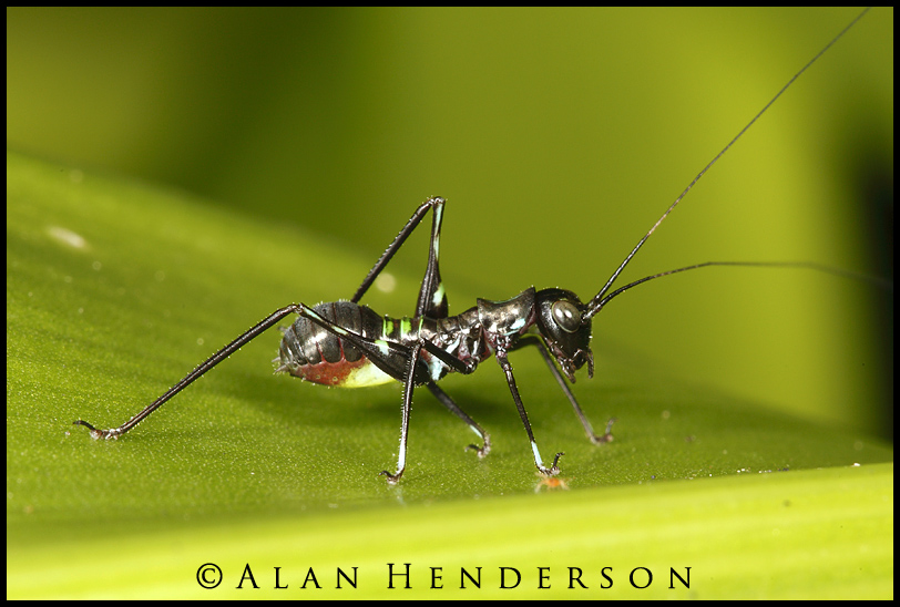 Minibeast Wildlife - Rainforest Encounters: Ant-mimicking katydid