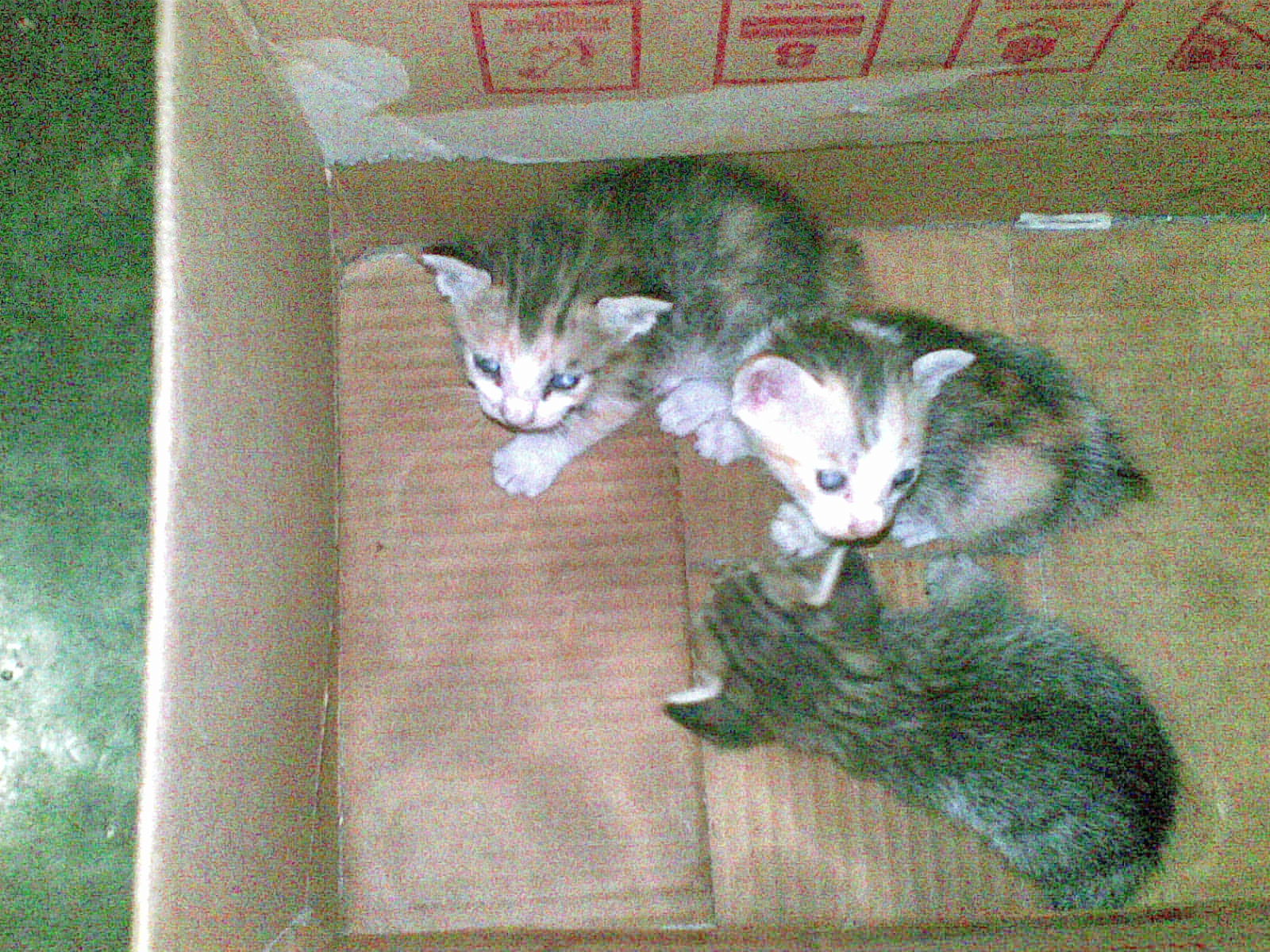 b4: Kucing-Kucing Kecil