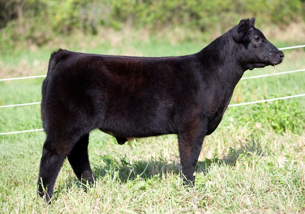 Curran Cattle Promotions: Lot 5 Ali x Heatwave