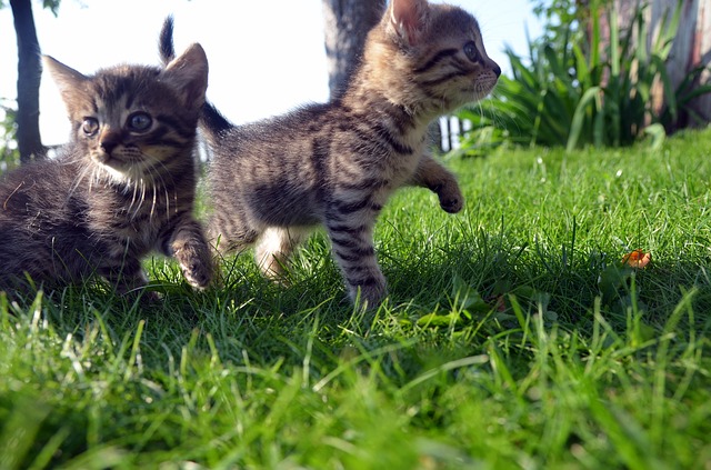 10 Amazing Photos of a Little Cute Cats . Part 2 | The Life in The World