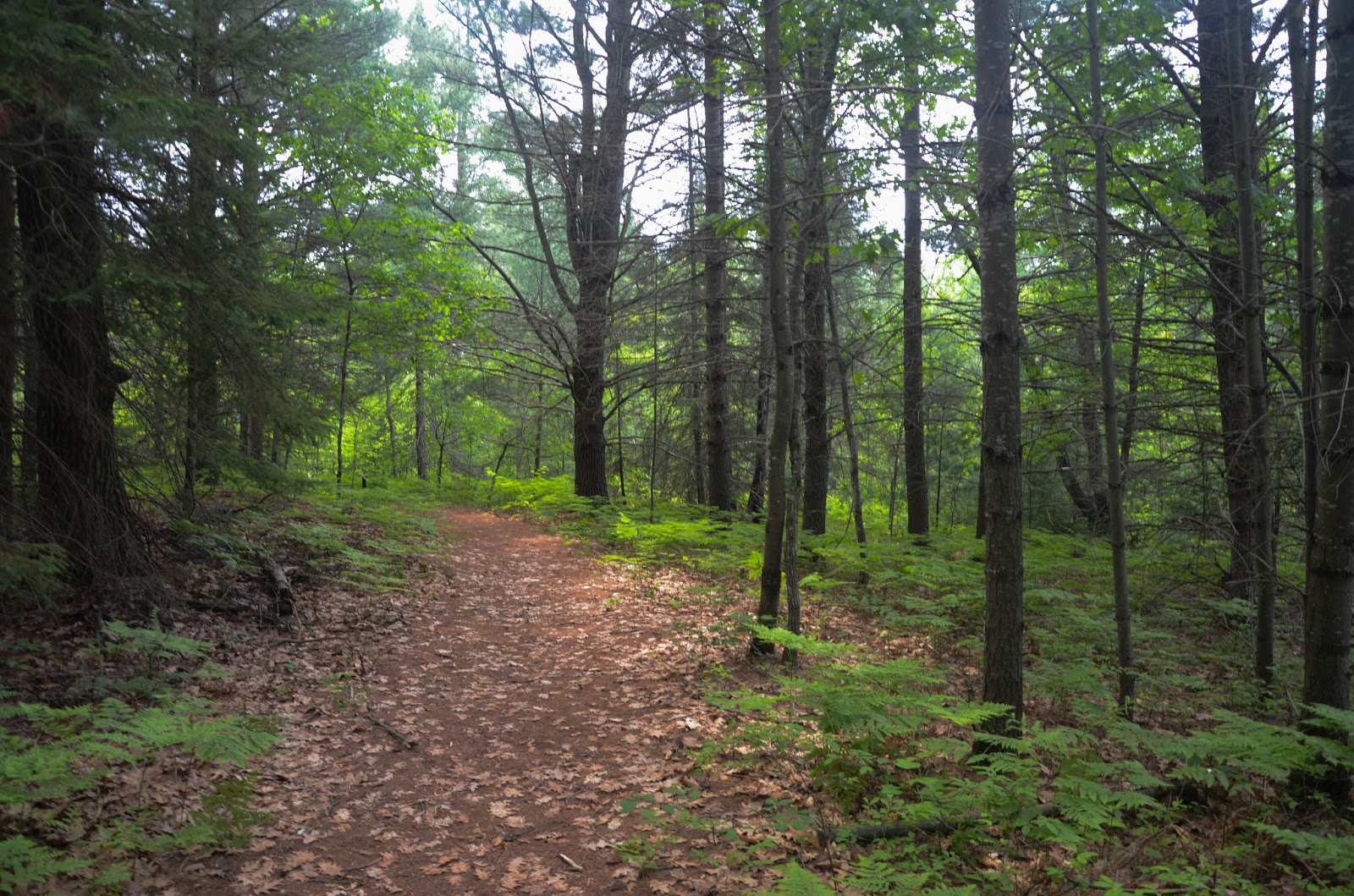 Photography by Christopher List: Rifle River Recreation Area