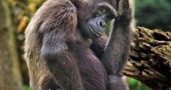 Steve's space: Who was Eliphaz the Temanite?