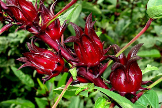 Benefits Of Roselle Flower | Natural Healthy Life
