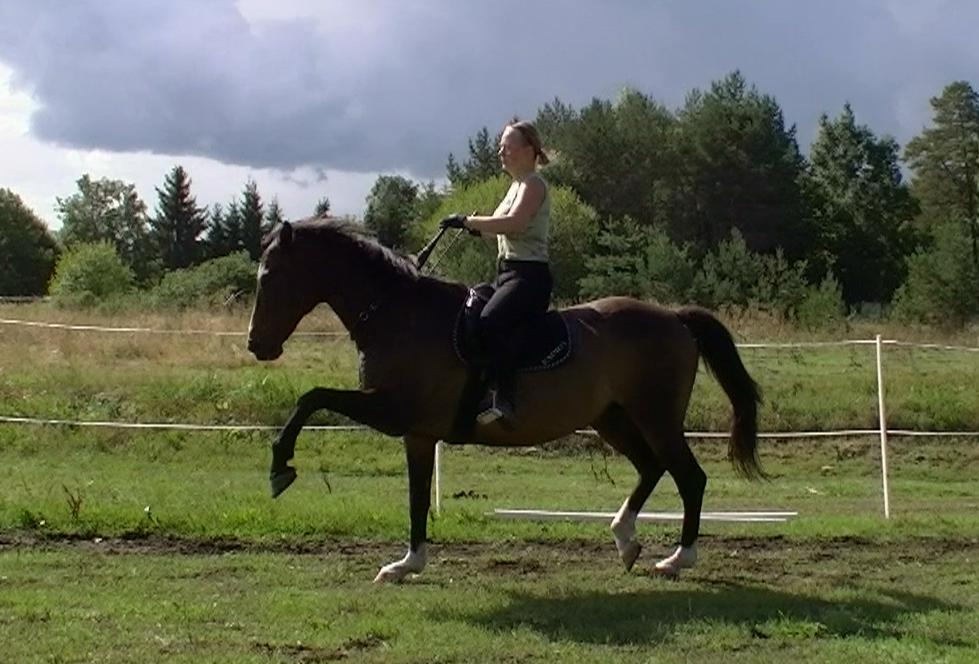 NATURAL HORSEMANSHIP Esprit & Helen : New videos! Bitless natural ...