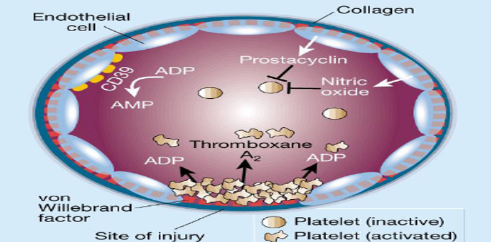 Mrdc Notes: PHYSIOLOGY BLOOD UNIT 11 & 12