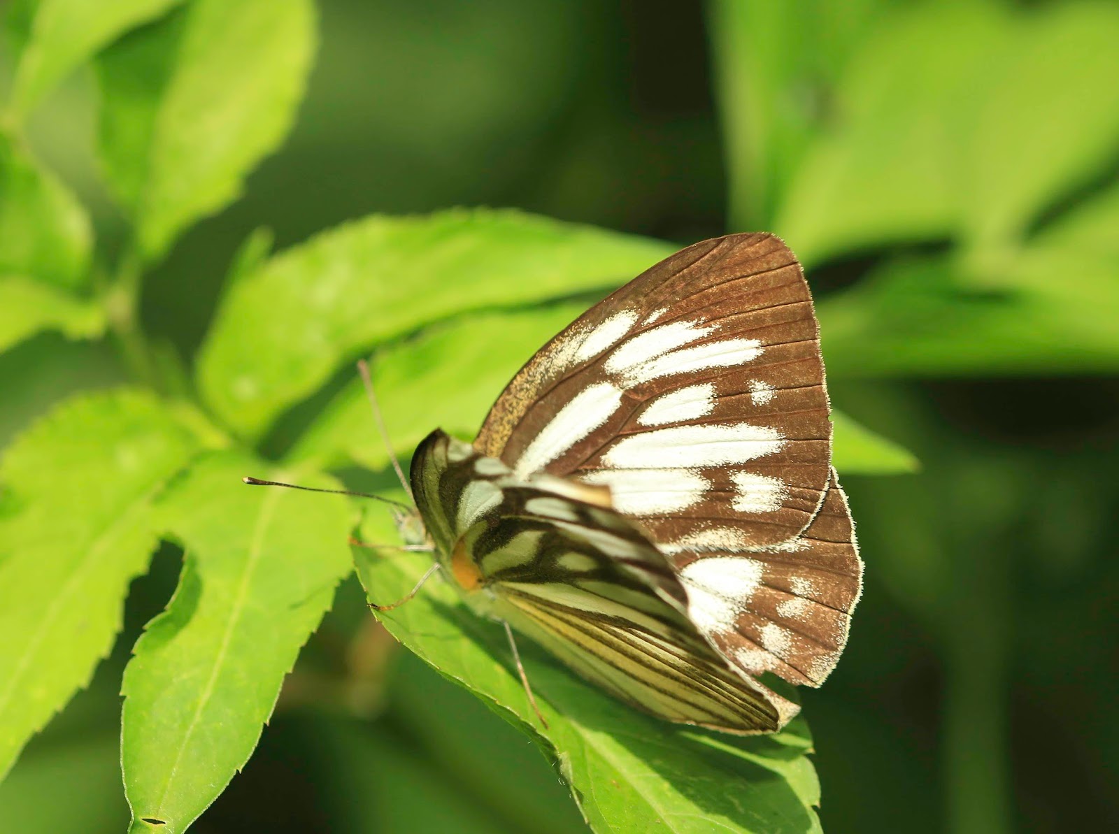Butterflies of Vietnam: 63. Cepora nerissa nerissa (The Common Gull)