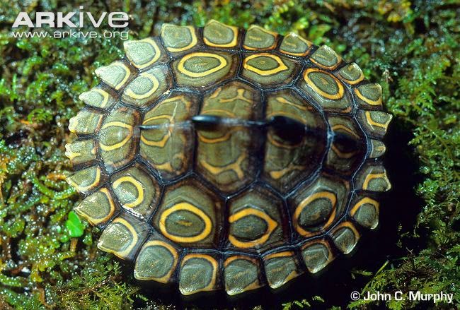BIO 227:8: Triceratops or Turtle, You Be The Judge! - By: Nick Petrarca