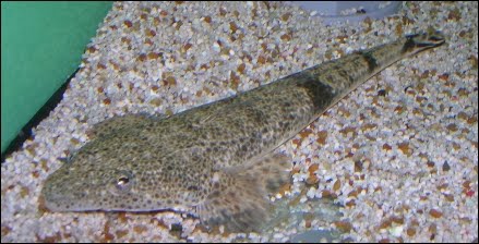 Brackish FAQ: Marine Fish in the Brackish Water Aquarium