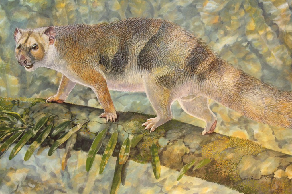 The Dragon's Tales: Microleo attenboroughi: a Fossil Marsupial ...