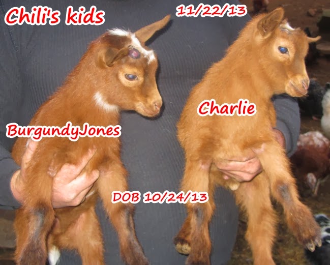 BooneDocksWilcox: first-freshening udders