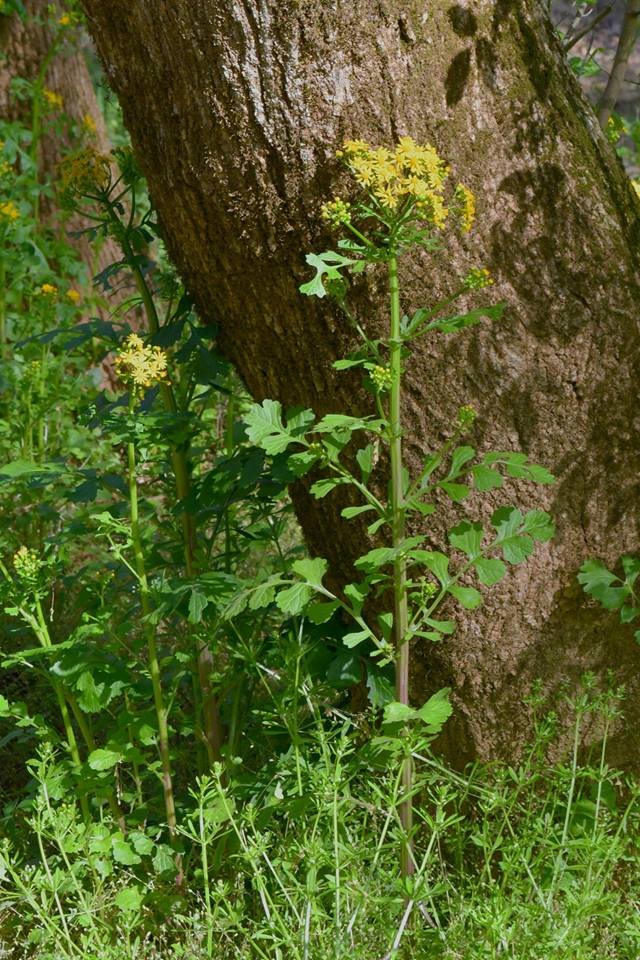 Nature Ramblers: Ramble Report April 5 2018