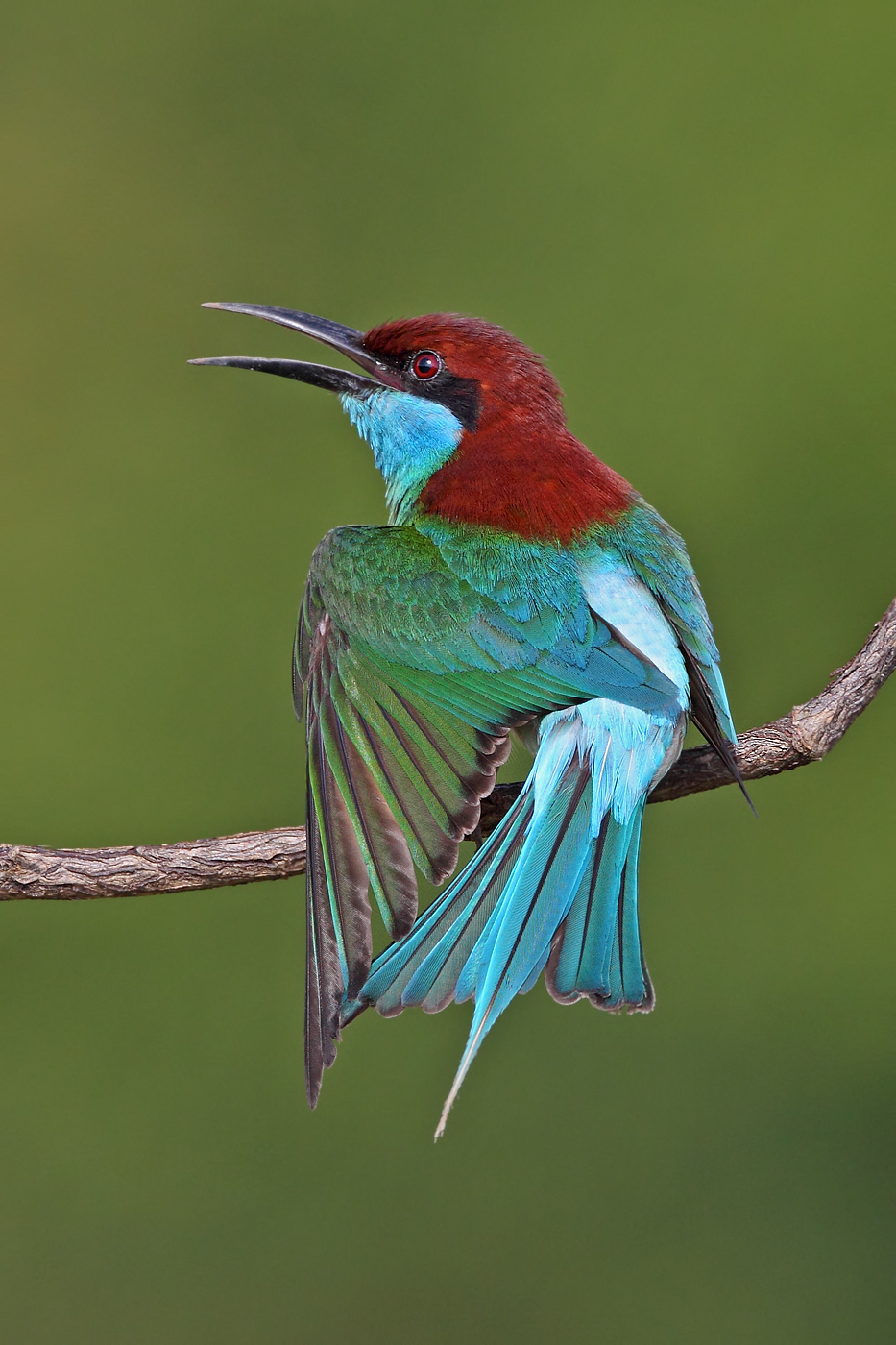 Blue-throated Bee-eater nesting in Penang