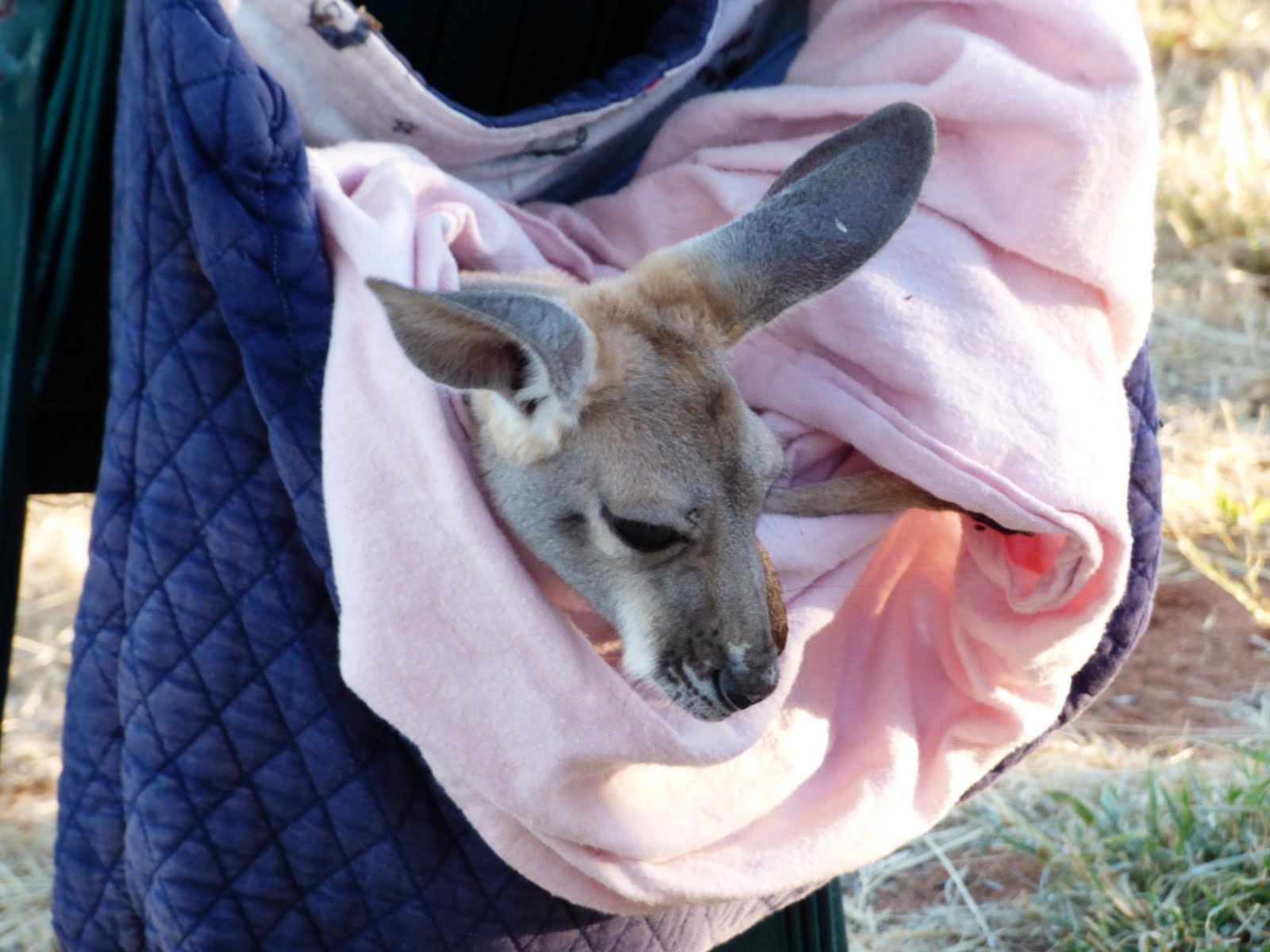 FreeSpirit : We meet Kangaroo Dundee