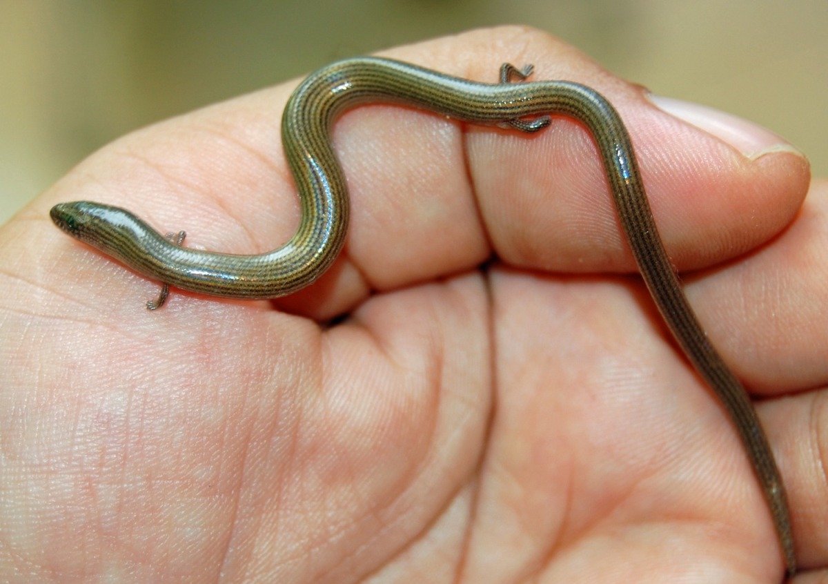 ...यह सांप है या छिपकिली? | सर्प संसार (World of Snakes)