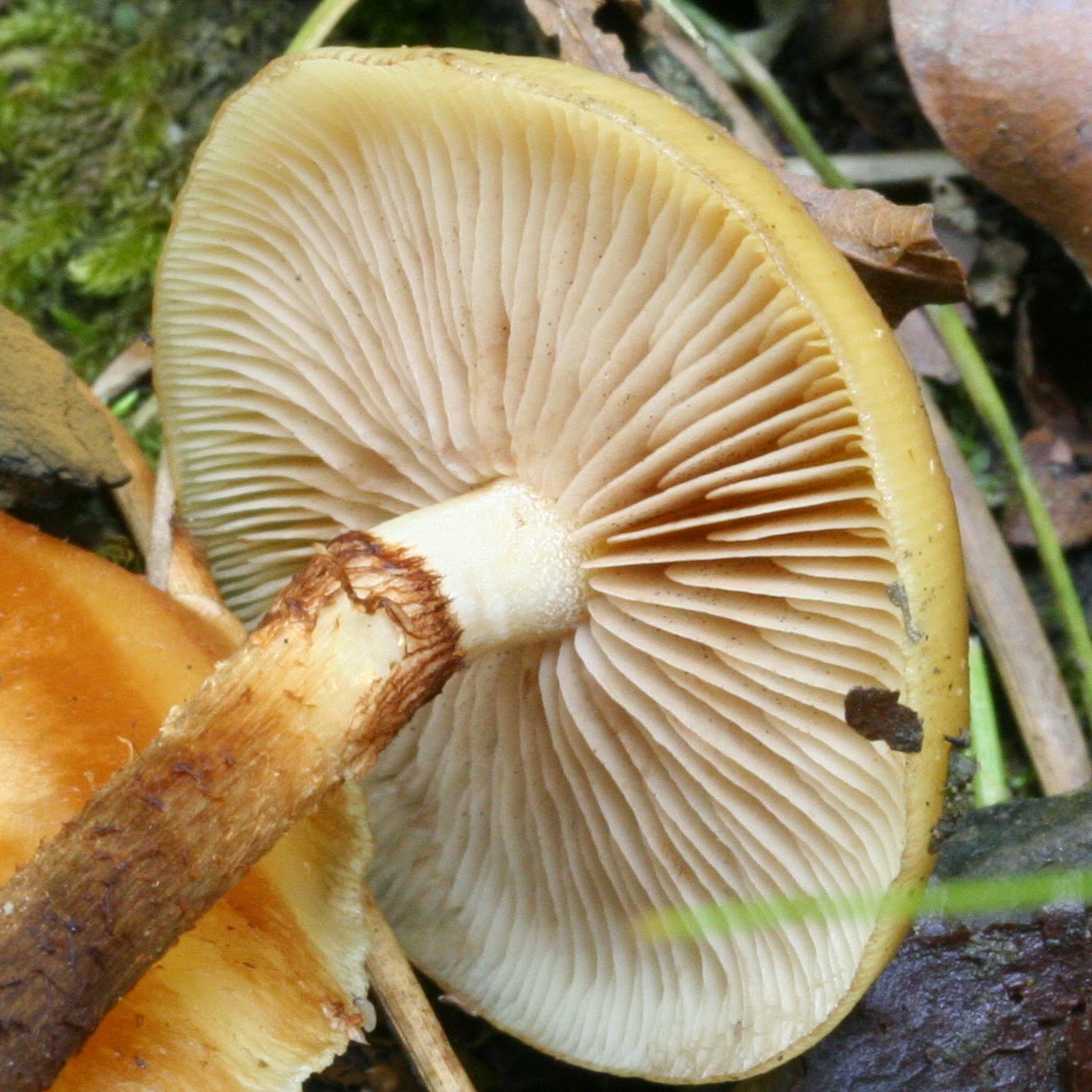 Guía de Setas y Hongos de Navarra.: Kuehneromyces mutabilis (Schf ex Fr ...