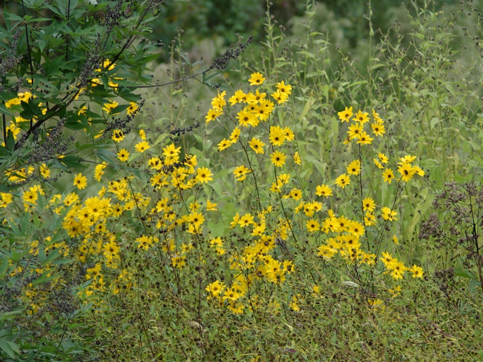 sweetbay: Swamp sunflowers and other October stars