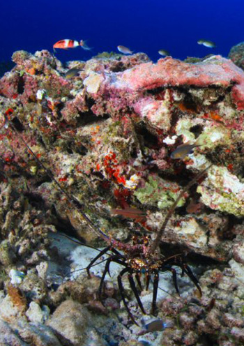 Waikīkī Aquarium: Blog 4 - Maro Reef