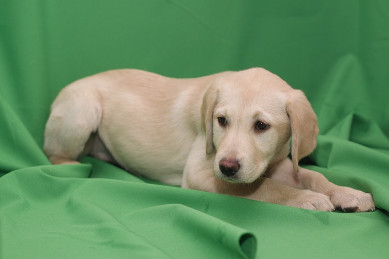 Brandy , The Labrador Retriever: Cute Yellow Labrador Retriever For ...
