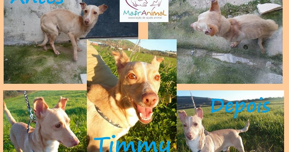 MafrAnimaL: Timmy: ADOTADO