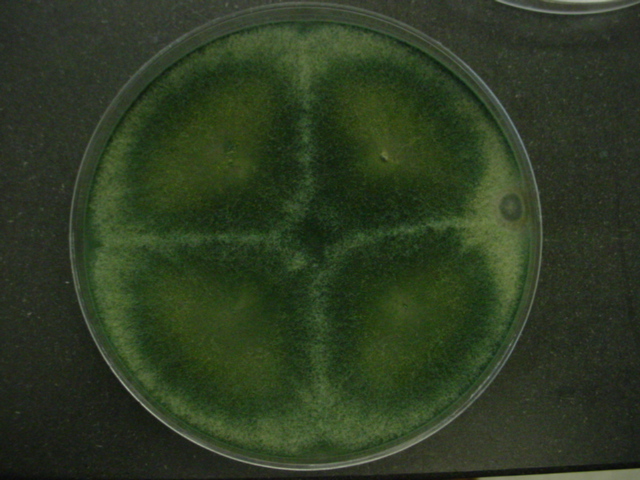 Sustainable Mycology: Trichoderma spp.