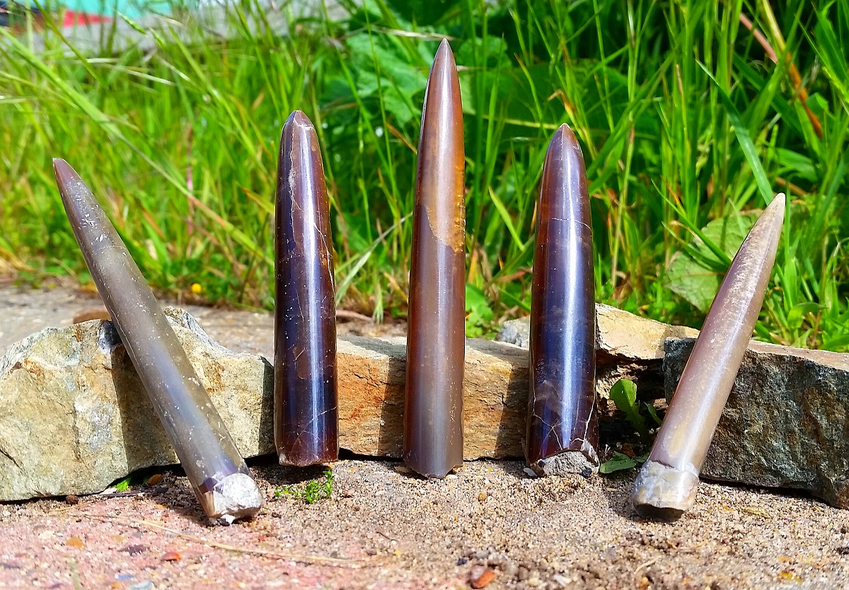 ZapZap Tampers by Dmitri Plechtchev: Fossil Belemnite (Belemnitida ...