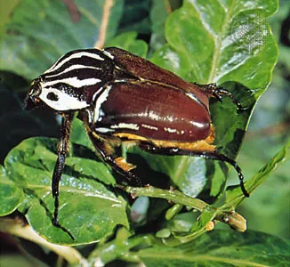Goliath Beetle : World's largest Beetle on Earth | Most Unbelievable ...