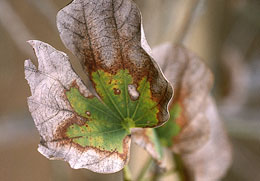 Xtremehorticulture of the Desert: Leaf Damage Can Come from Salts