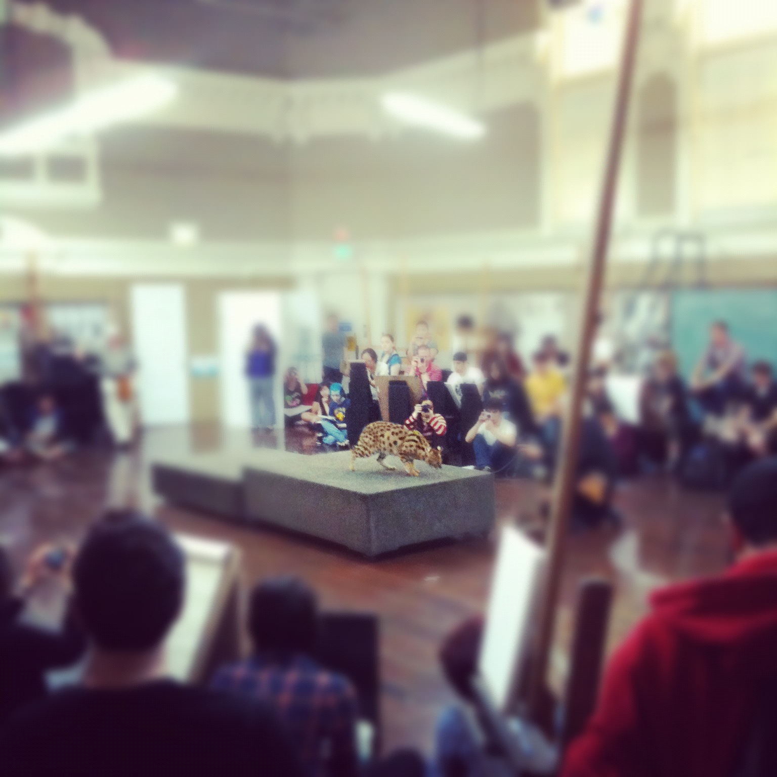 Banal Obsession: Sketchbook: Drawing Big Cats!