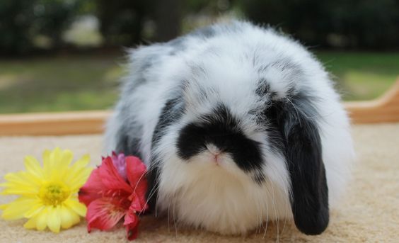 American Fuzzy Lop | Rabbit Breed - Amazing Pets For You