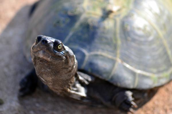 Buscando patitas: ¿Cómo saber el sexo de las tortugas?