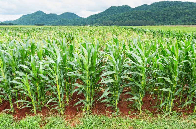 Goldmines In Agribusiness HOW TO GROW MAIZE Zea Mays FOR INCOME goldmines-in-agribusiness-how-to-grow-maize-zea-mays-for-income