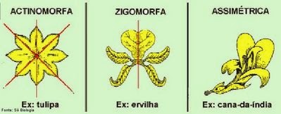 Arboreto Luis Ceballos: ¡Identifica las plantas por sus flores!