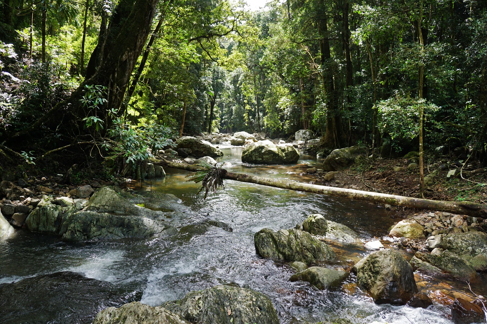 Warrie Circuit (Springbrook National Park) ~ The Long Way's Better