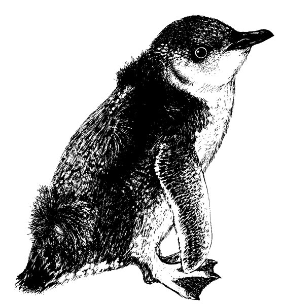 Friends of Lillico Penguins: Arabic