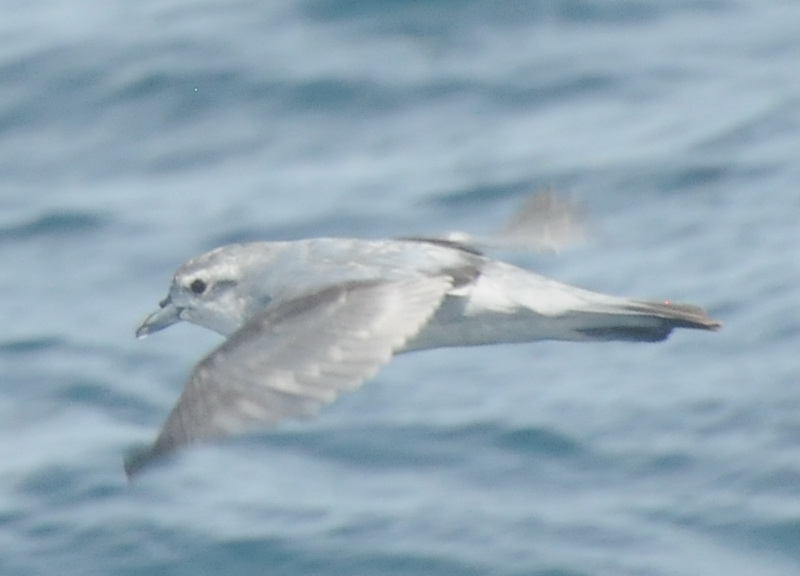 A Wandering Naturalist: New Zealand: Pterodromas and Prions