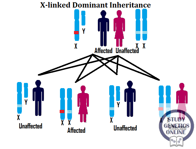 Study Genetics Online: X-linked dominant inheritance