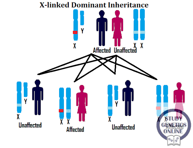 Study Genetics Online: X-linked dominant inheritance