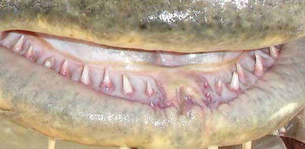 Big Fishes of the World: CATFISH GOONCH (Bagarius bagarius)