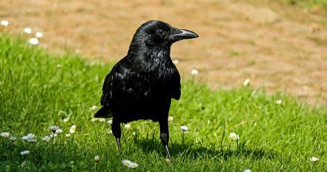 La inteligencia del cuervo Para saber más de animales Para saber más de ...